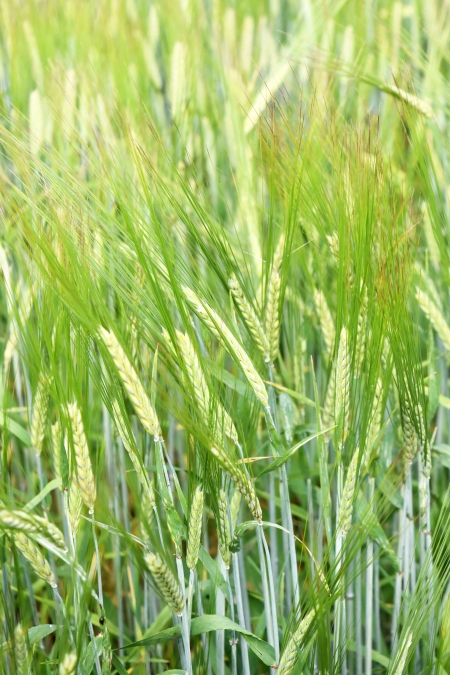 Spring barley 'AUSTRIS' | AREI