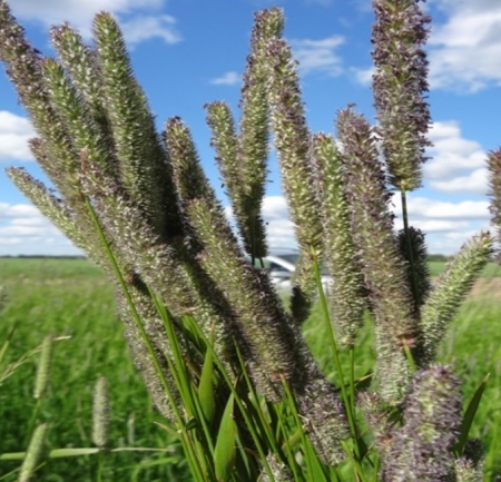 Timotiņš 'Jumis' | Agroresursu un ekonomikas institūts