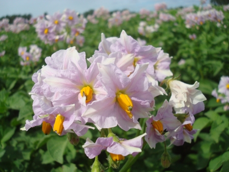 GUNDEGA | Agroresursu un ekonomikas institūts